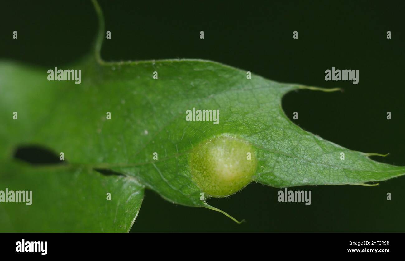 Oak Gall Wasps (Cynipini Stock Photo - Alamy