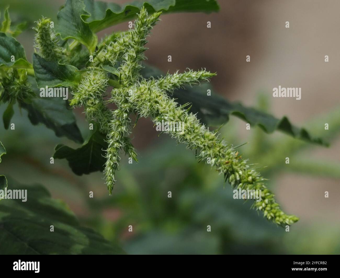 spiny amaranth (Amaranthus spinosus Stock Photo - Alamy