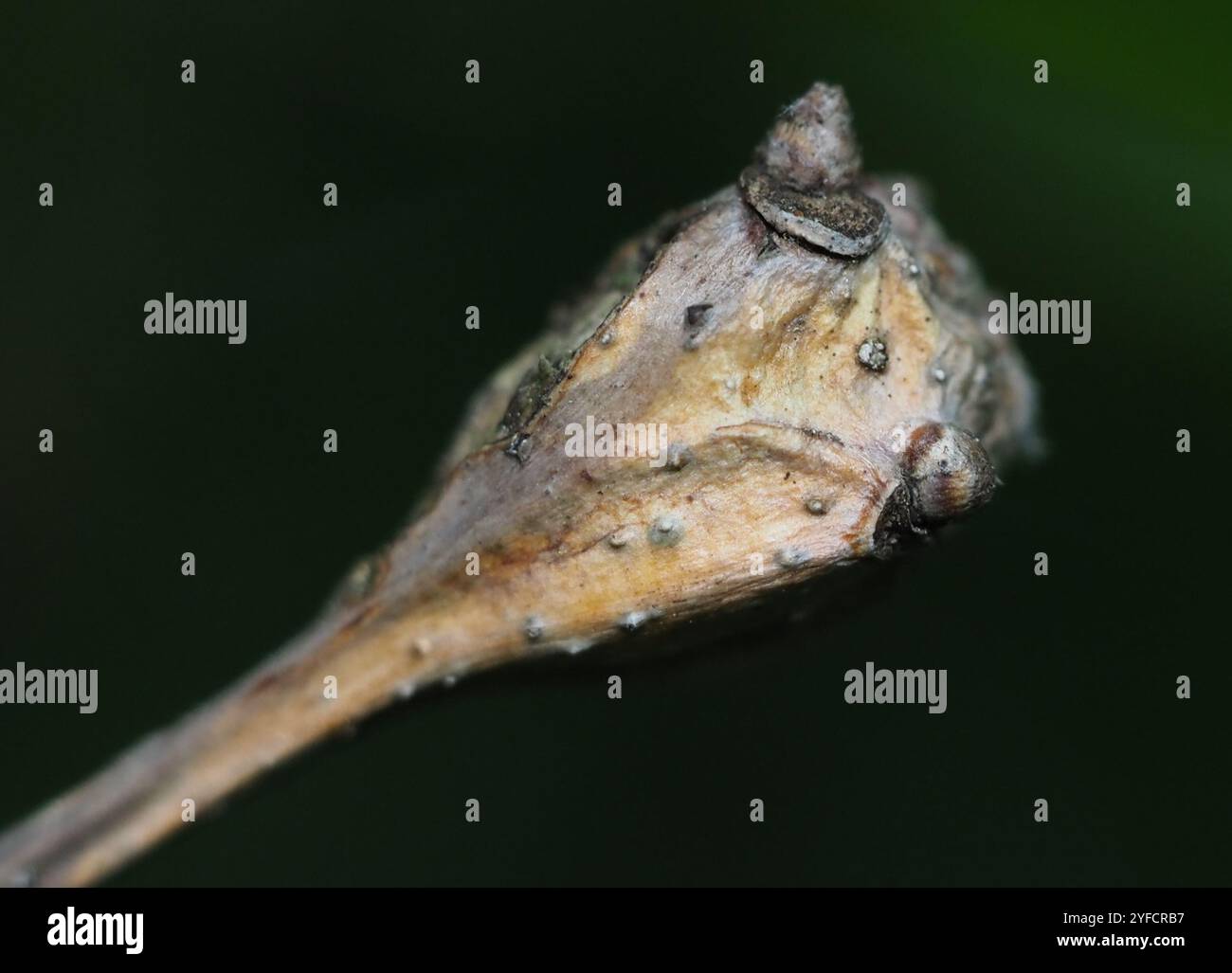 white oak club gall wasp (Callirhytis clavula Stock Photo - Alamy