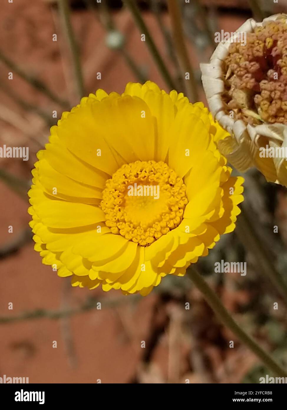 Desert Marigold (Baileya multiradiata Stock Photo - Alamy