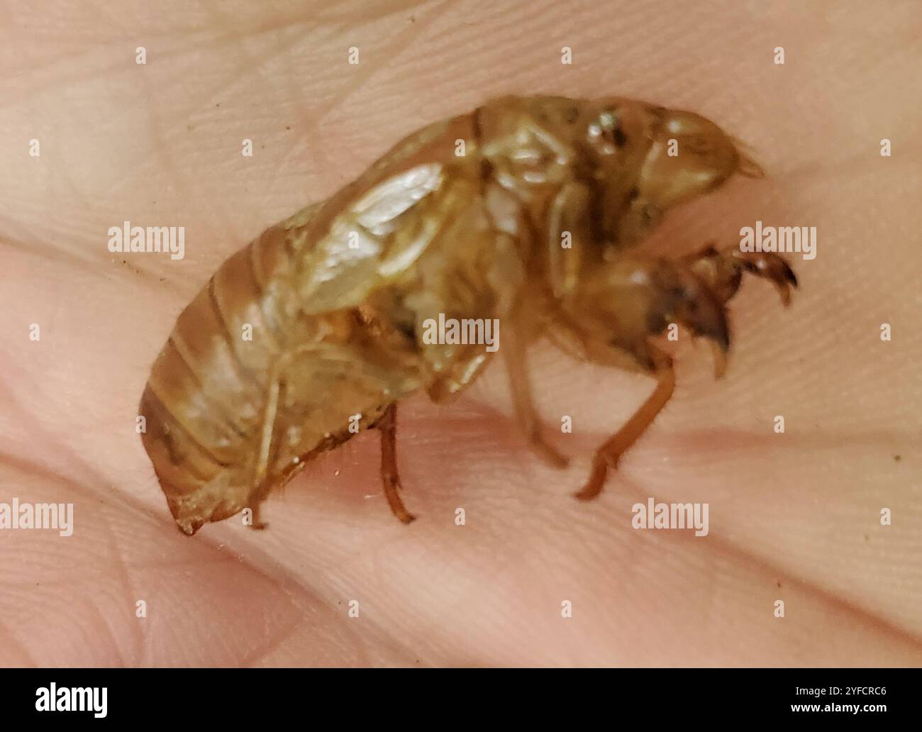 Periodical Cicadas (Magicicada Stock Photo - Alamy