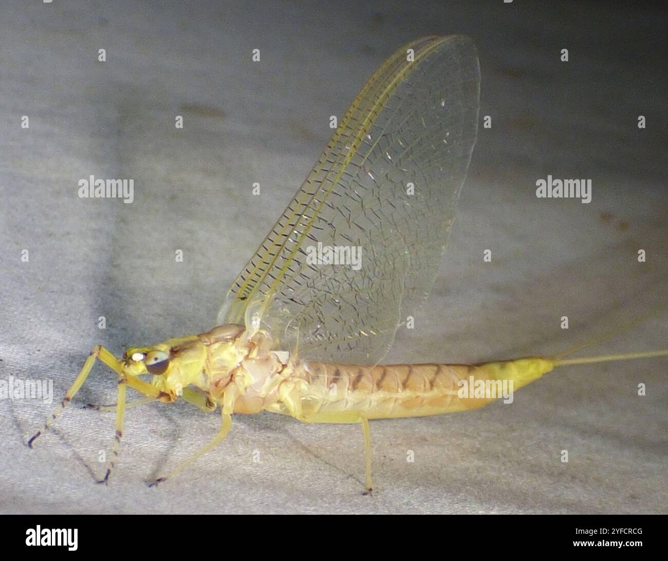 Giant Mayflies (Hexagenia Stock Photo - Alamy