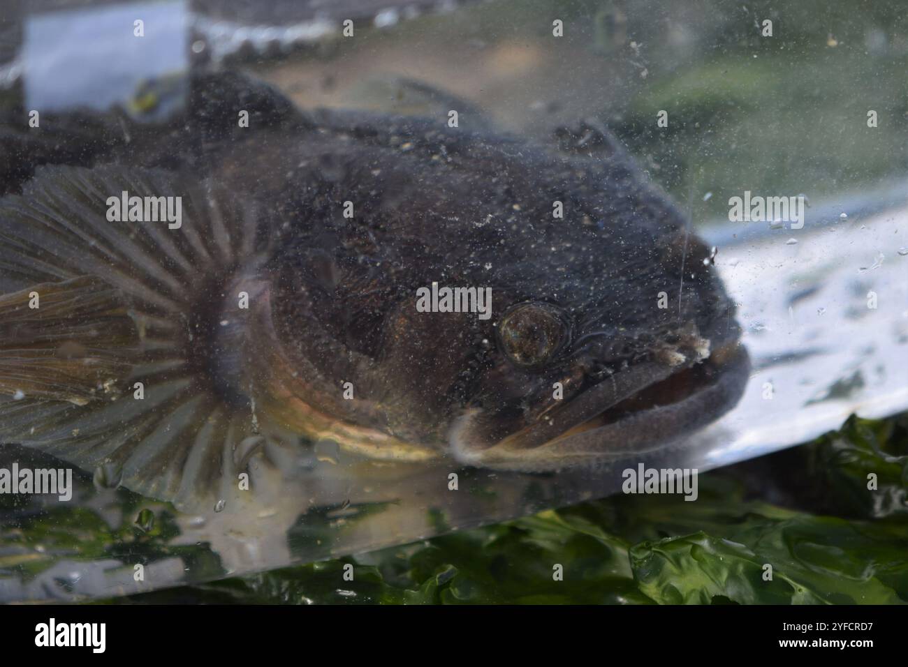 Plainfin hi-res stock photography and images - Alamy