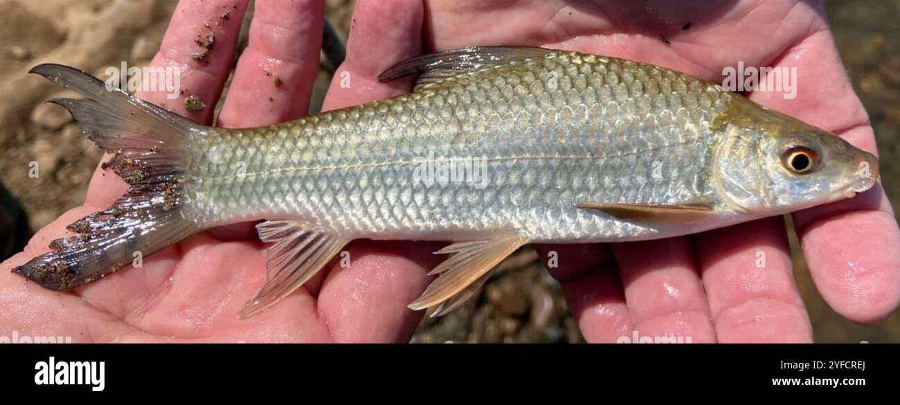 Red-nose Mud-fish (Labeo rosae Stock Photo - Alamy