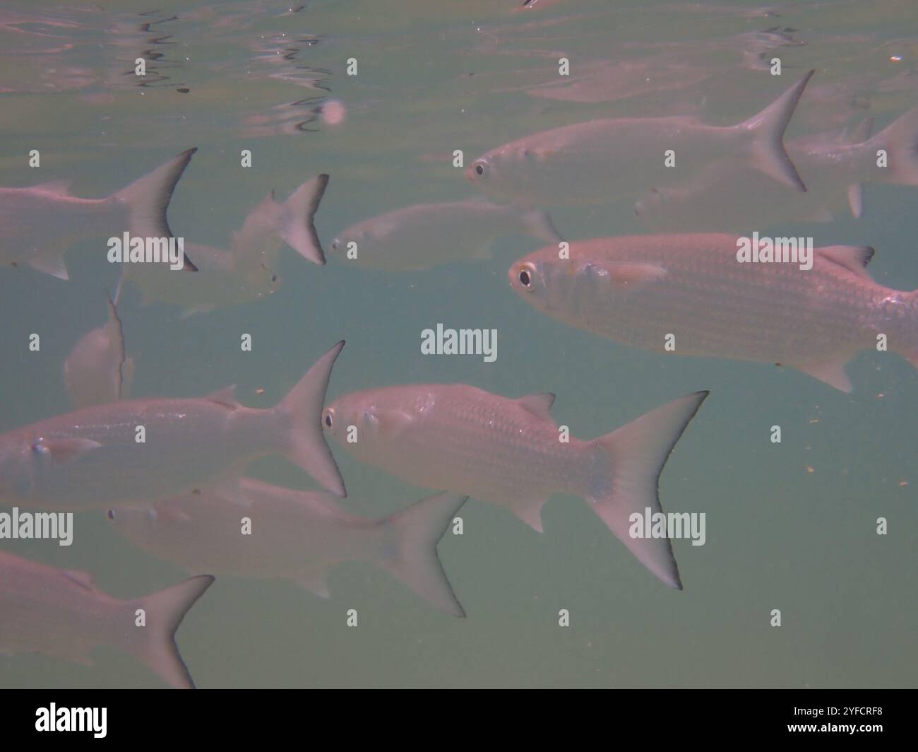 White Mullet (Mugil curema Stock Photo - Alamy