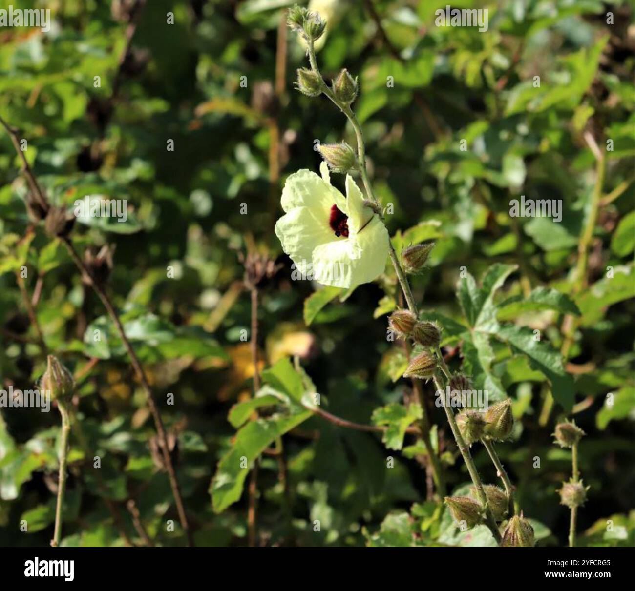 Prickly Tree Hibiscus (Hibiscus diversifolius diversifolius Stock Photo ...