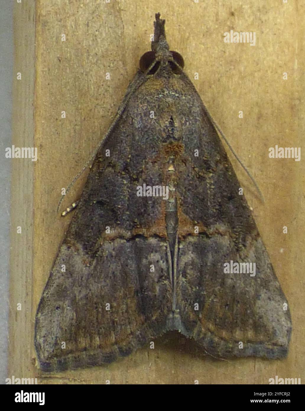 Green Cloverworm Moth (Hypena scabra Stock Photo - Alamy