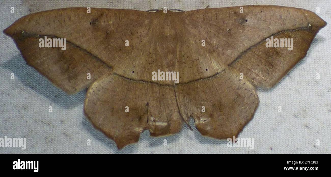 Large Maple Spanworm Moth (Prochoerodes lineola Stock Photo - Alamy