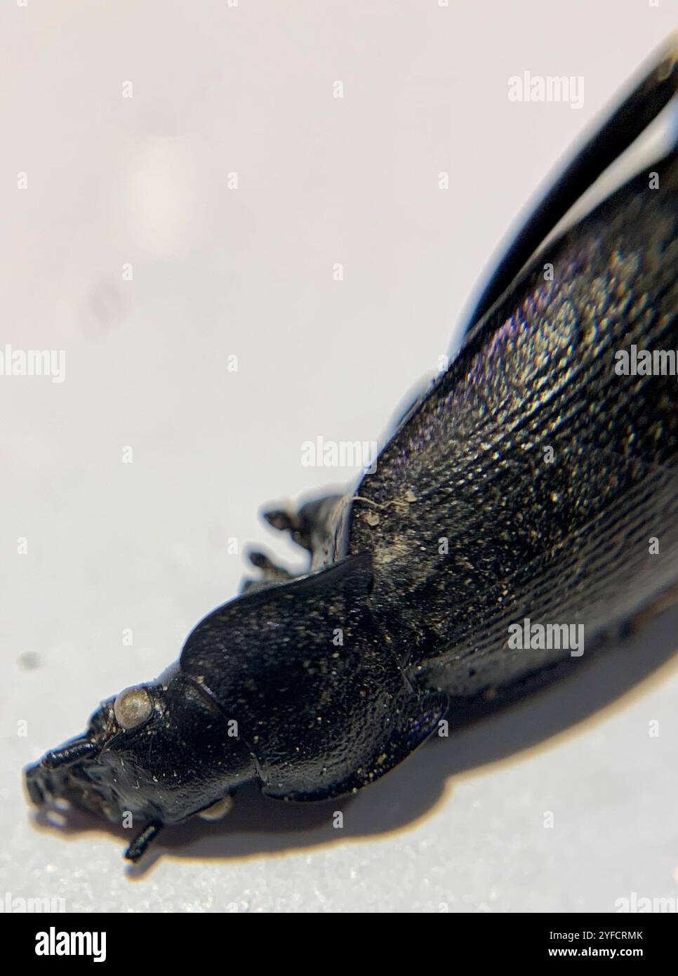 Rough Violet Ground Beetle (Carabus problematicus Stock Photo - Alamy