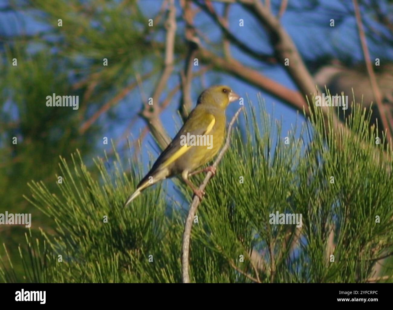 European Greenfinch (Chloris chloris Stock Photo - Alamy