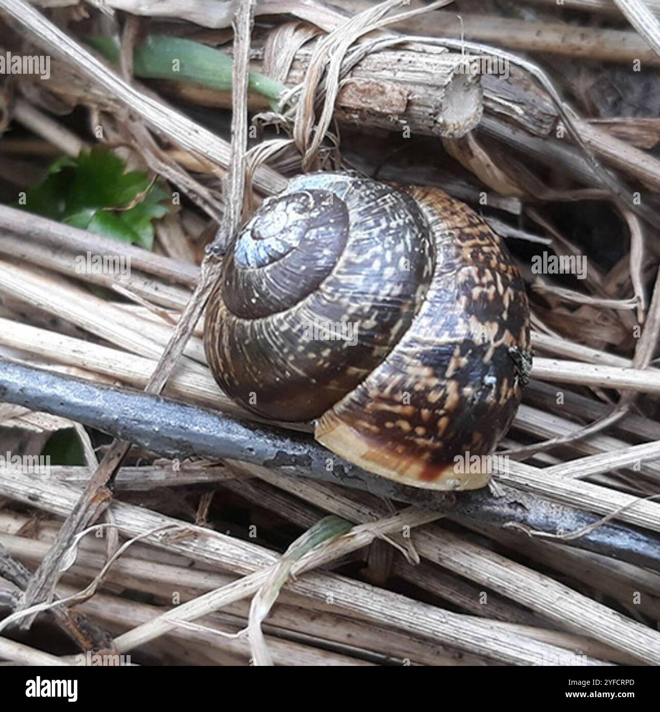 Copse Snail (Arianta arbustorum Stock Photo - Alamy