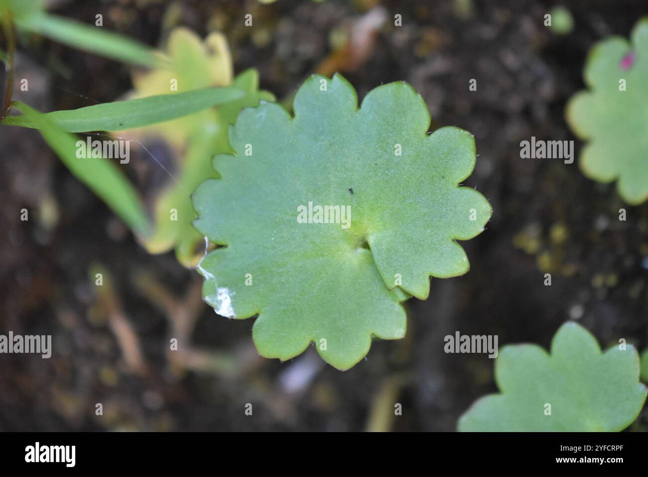 wood saxifrage (Saxifraga mertensiana Stock Photo - Alamy