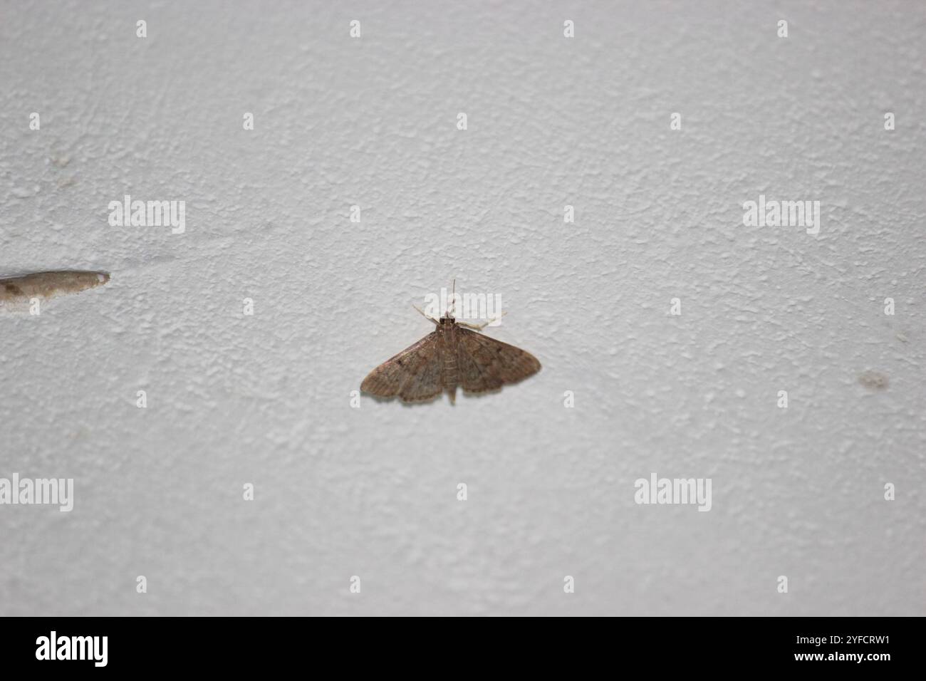 Herpetogramma hi-res stock photography and images - Alamy