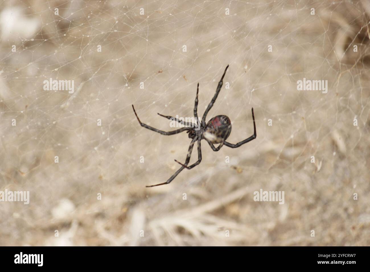 Widow Spiders (Latrodectus Stock Photo - Alamy