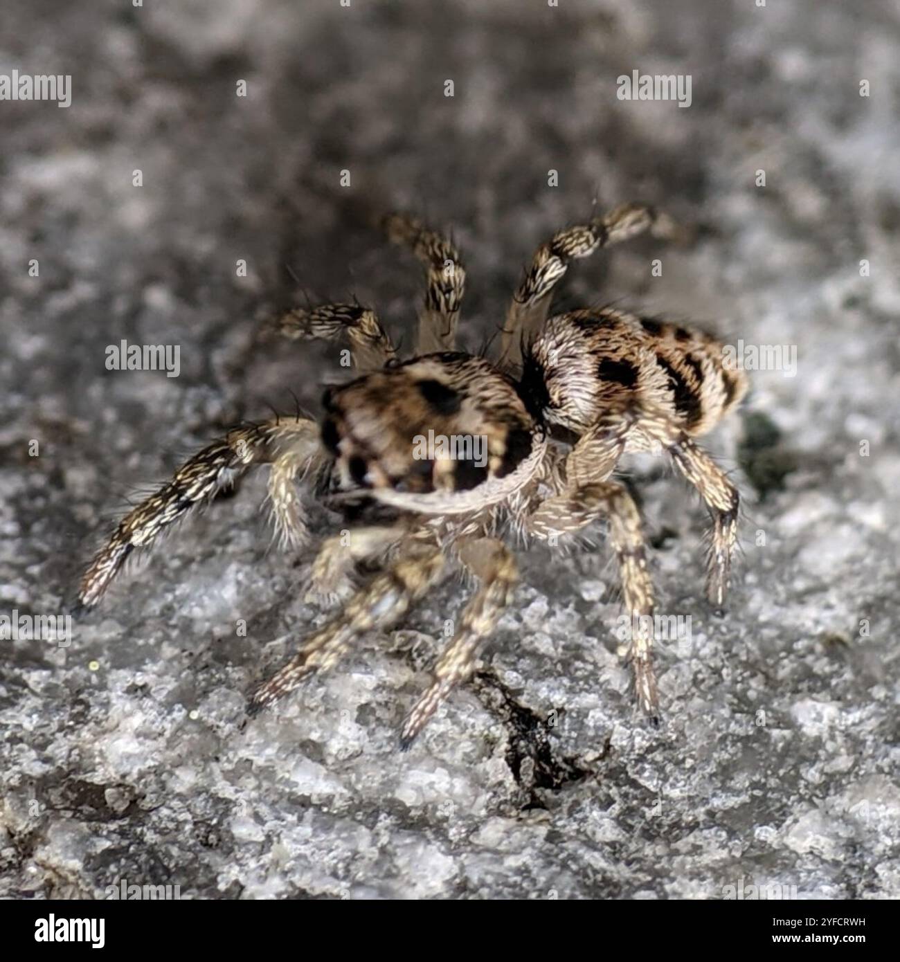 Zebra Jumping Spider (Salticus scenicus Stock Photo - Alamy