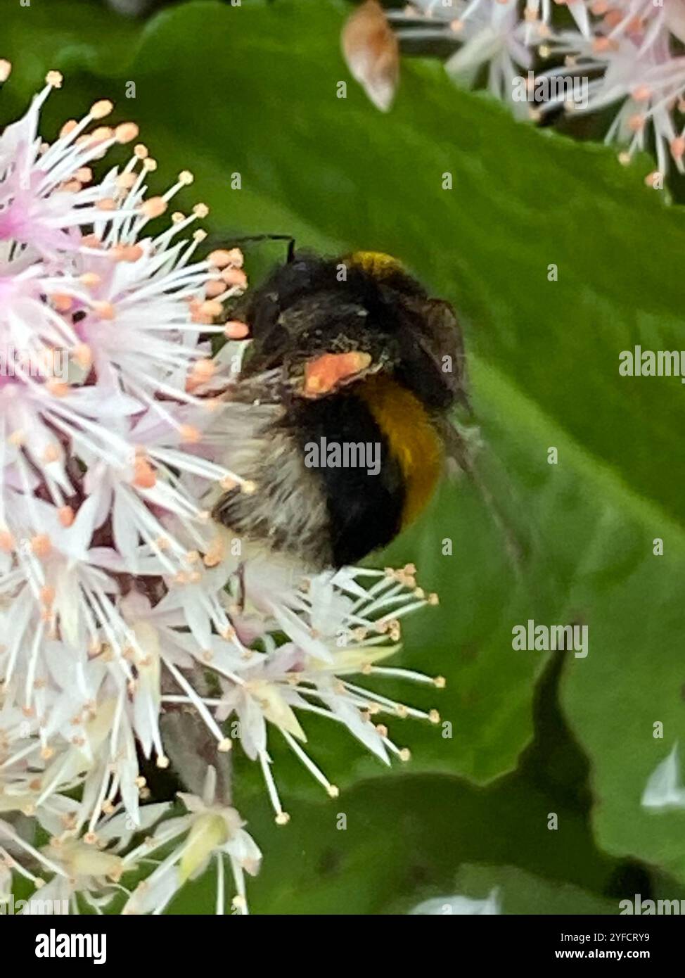 White-tailed Bumble Bee (Bombus lucorum Stock Photo - Alamy
