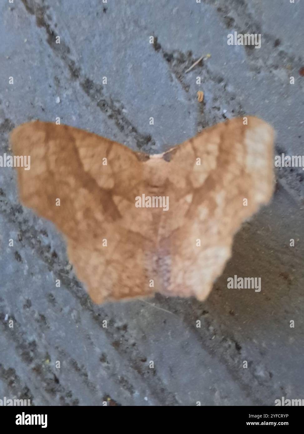 Oak Besma Moth (Besma quercivoraria Stock Photo - Alamy
