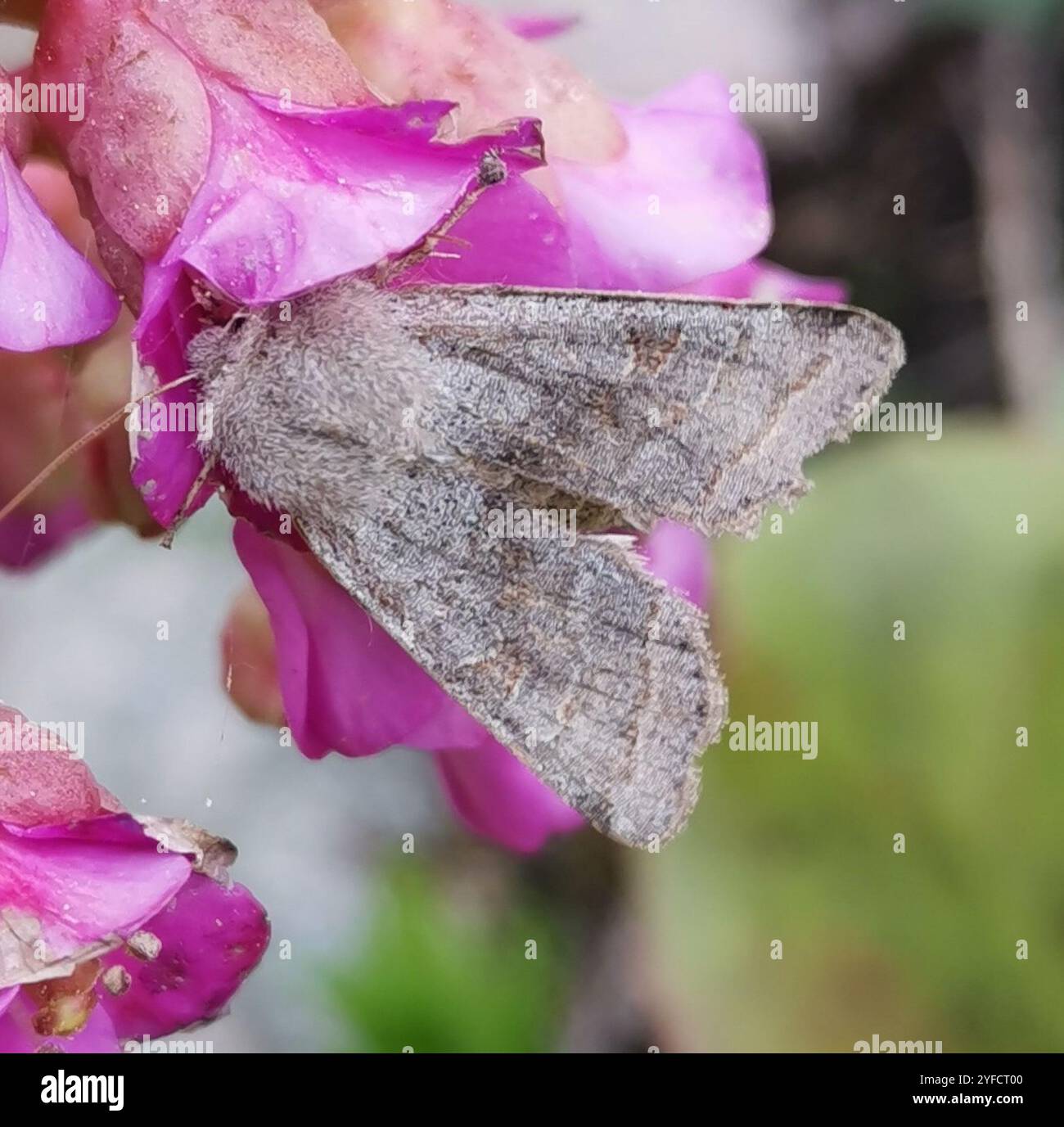 Opima hi-res stock photography and images - Alamy