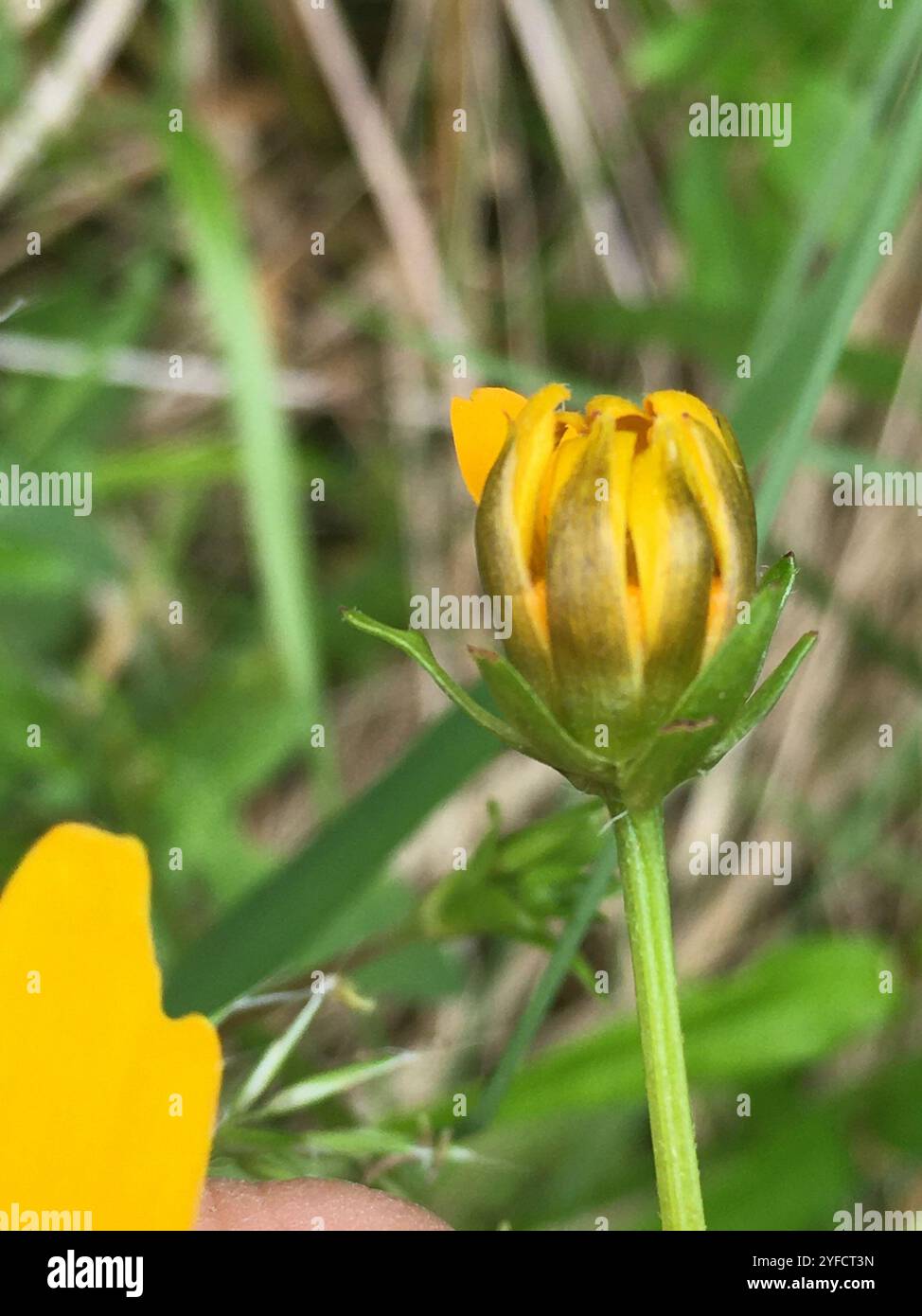lobed coreopsis (Coreopsis auriculata Stock Photo - Alamy