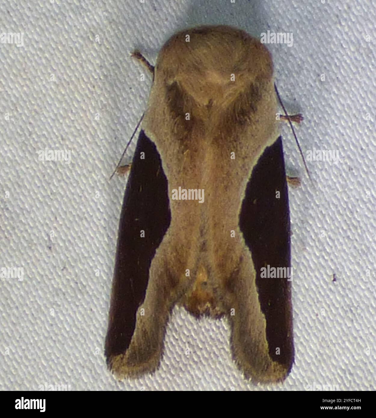 Skiff Moth (Prolimacodes badia Stock Photo - Alamy