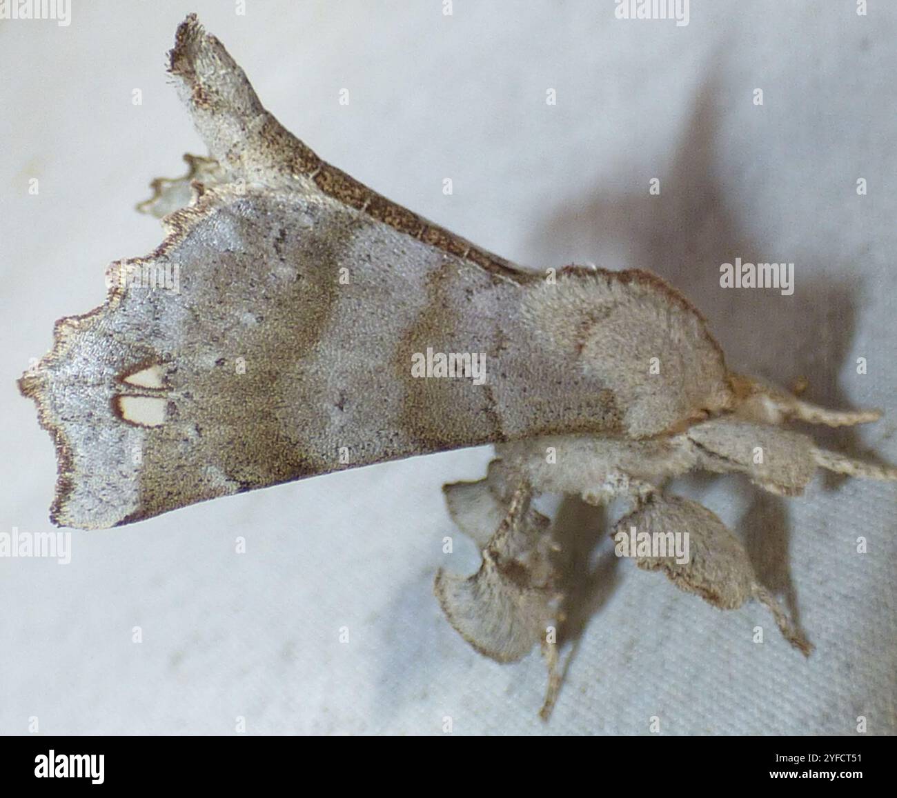 Angel Moth (Olceclostera angelica Stock Photo - Alamy