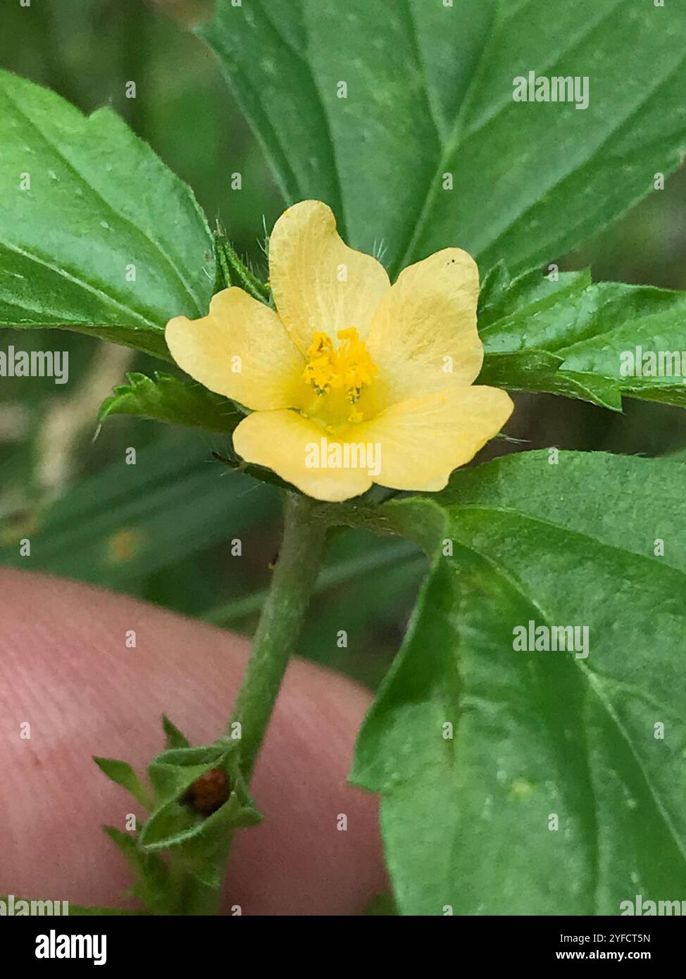 three-lobe false mallow (Malvastrum coromandelianum Stock Photo - Alamy