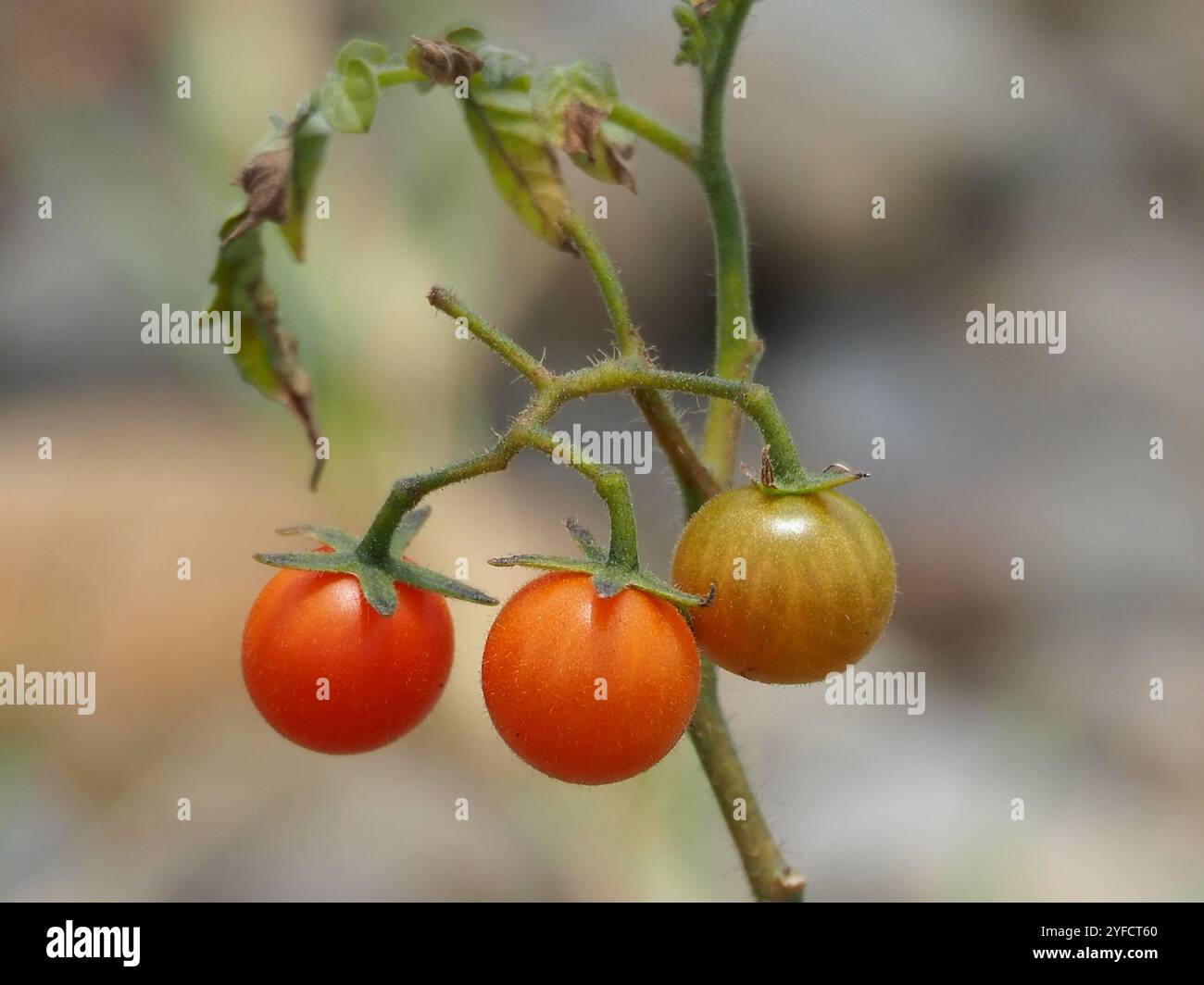 cherry tomato (Solanum lycopersicum cerasiforme Stock Photo - Alamy