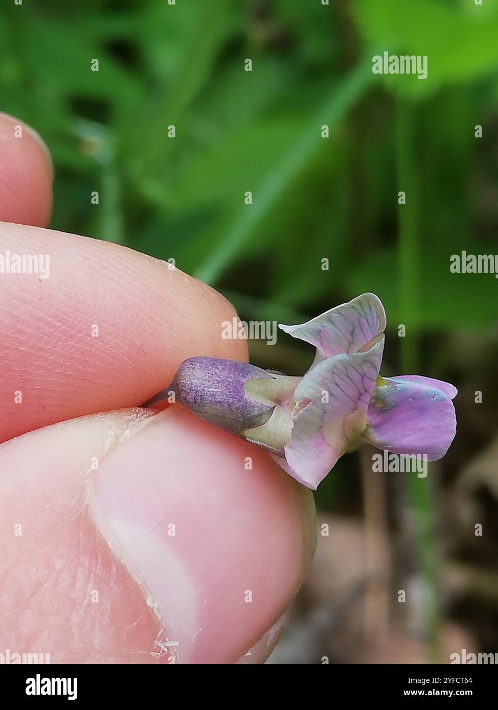 Bitter Vetch (Lathyrus linifolius Stock Photo - Alamy