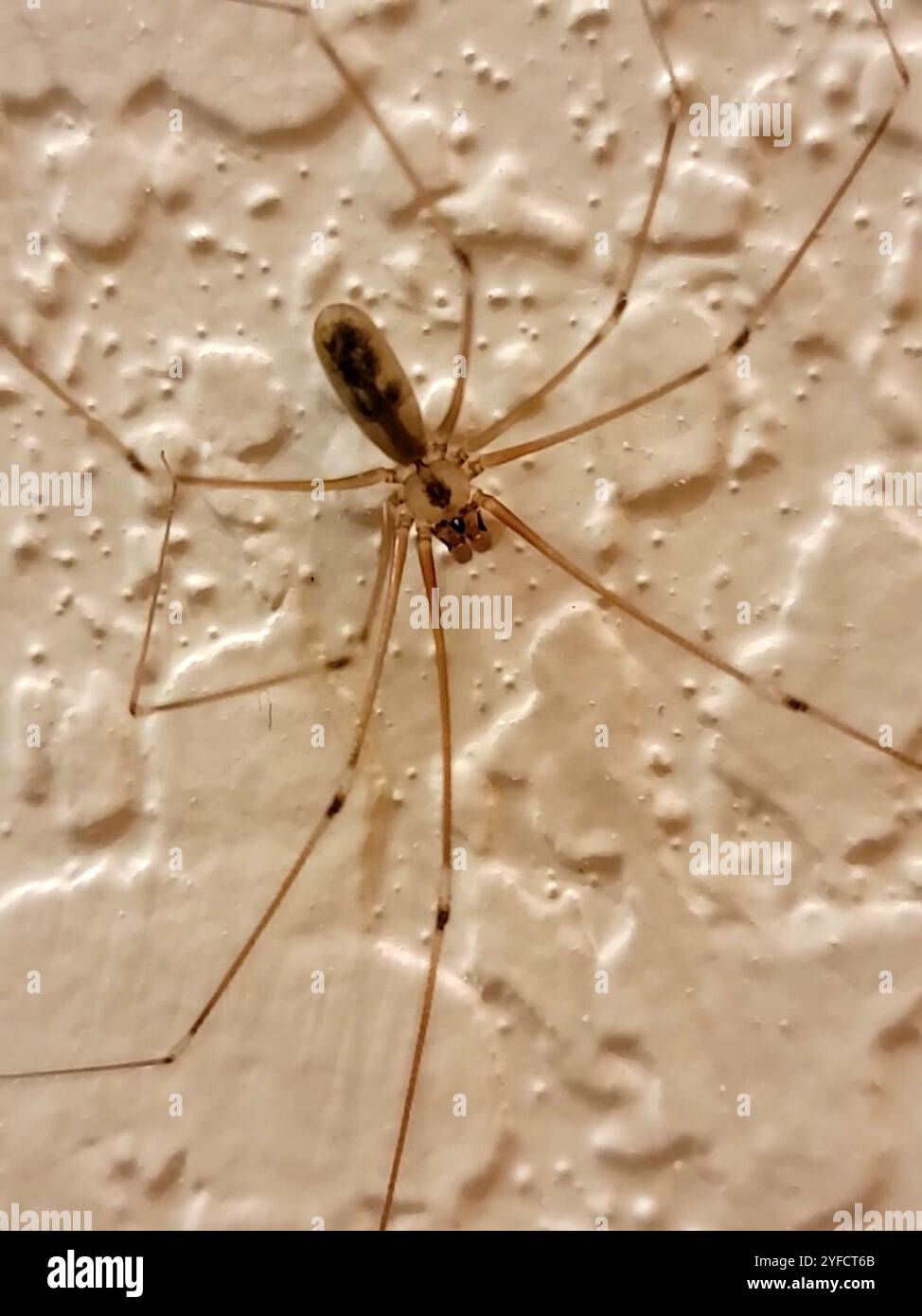 Long-bodied Cellar Spider (Pholcus phalangioides Stock Photo - Alamy