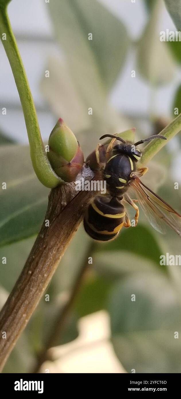 Alaska Yellowjacket (Vespula alascensis Stock Photo - Alamy