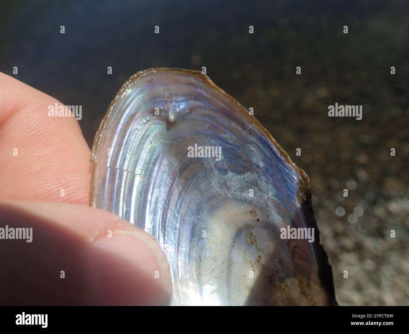 Western Floater (Anodonta kennerlyi Stock Photo - Alamy