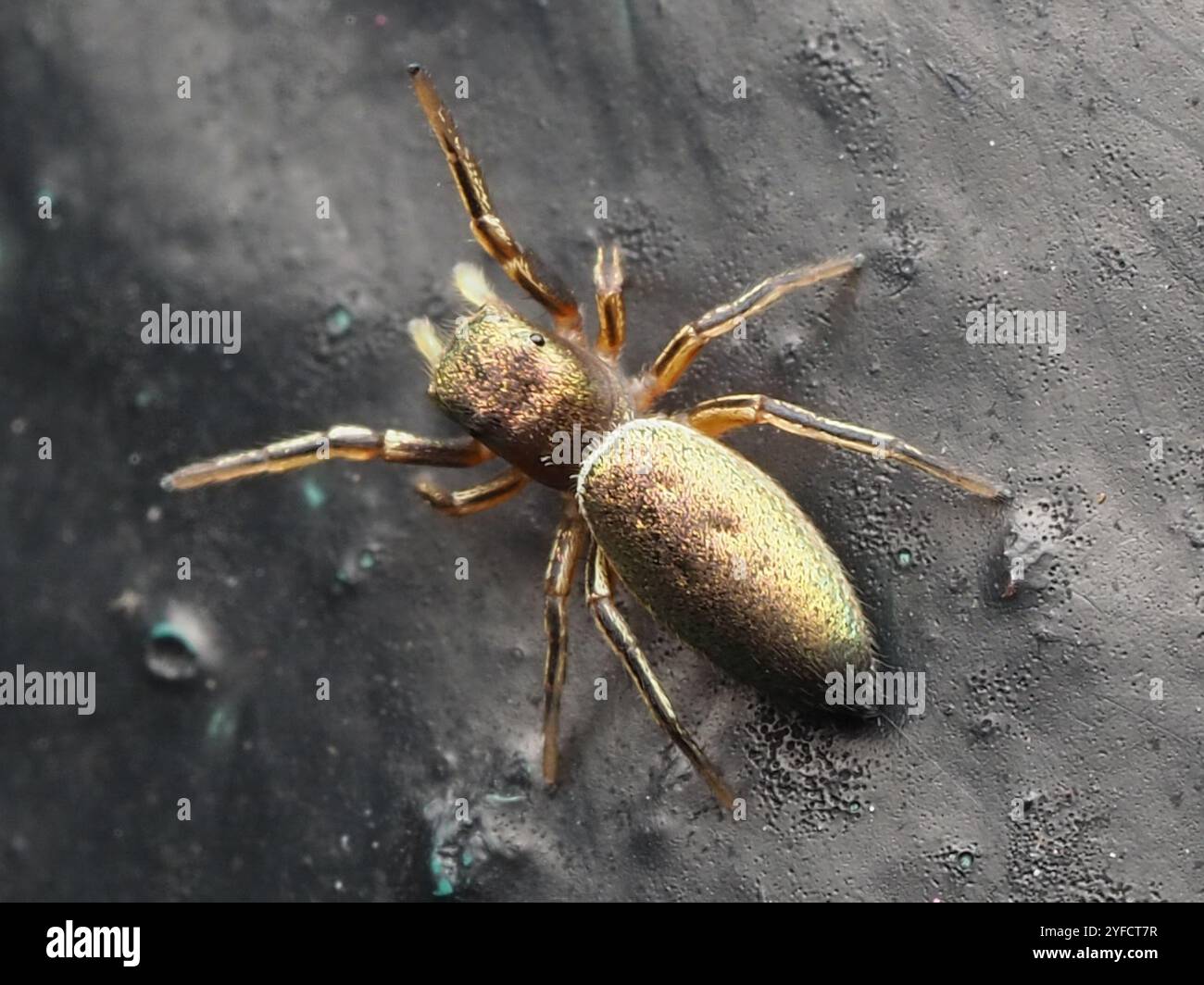 Thin-spined Jumping Spider (Tutelina elegans Stock Photo - Alamy