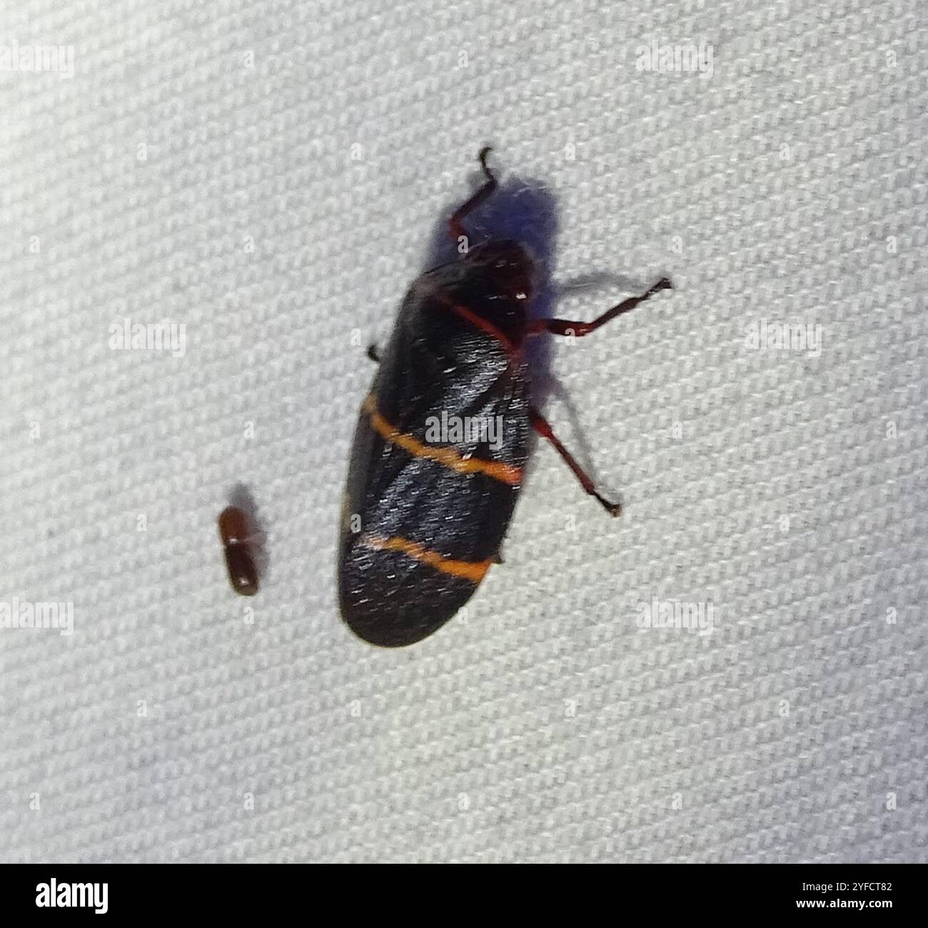 Two-lined Spittlebug (Prosapia bicincta Stock Photo - Alamy
