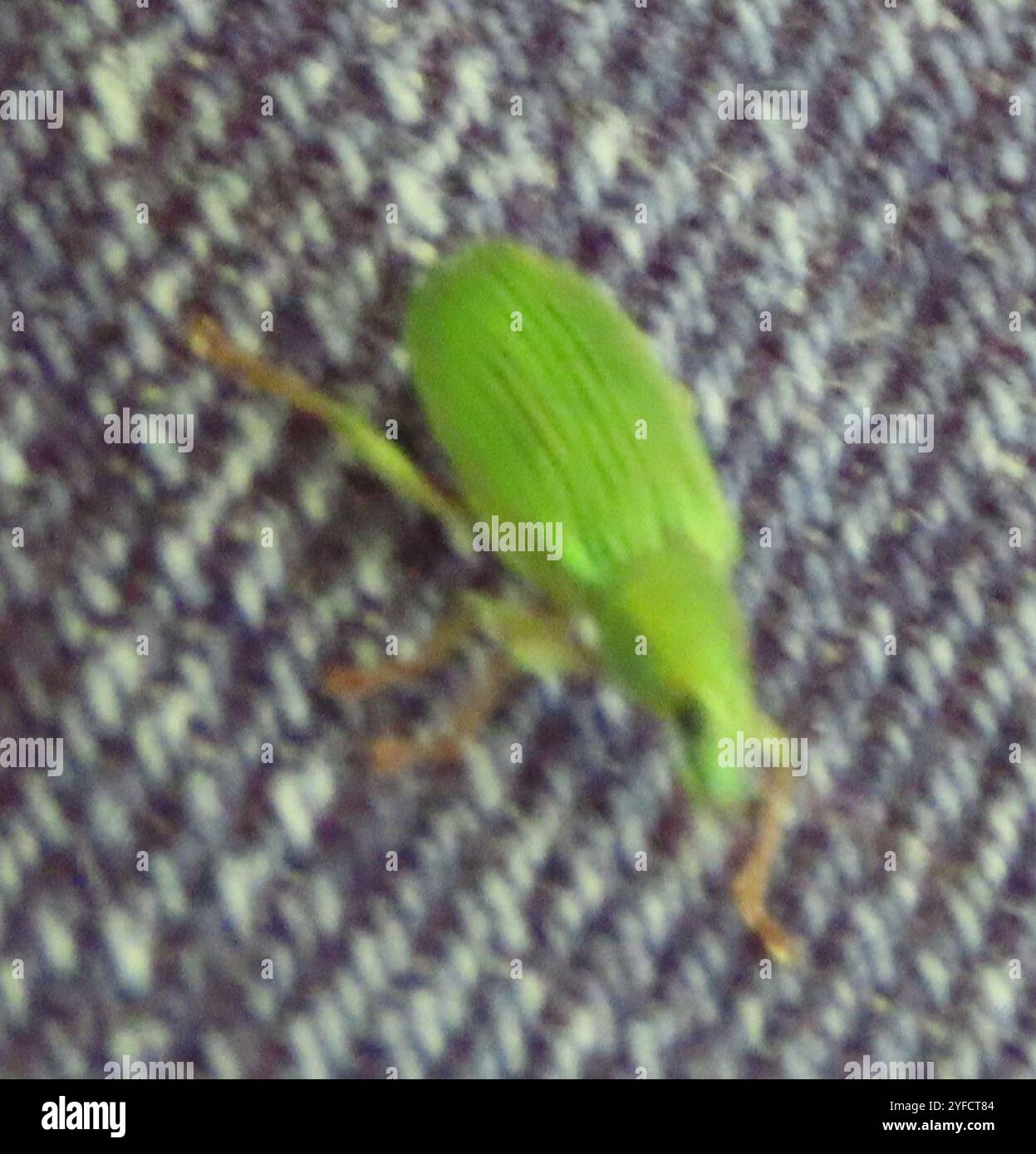 Green Immigrant Leaf Weevil (Polydrusus formosus Stock Photo - Alamy
