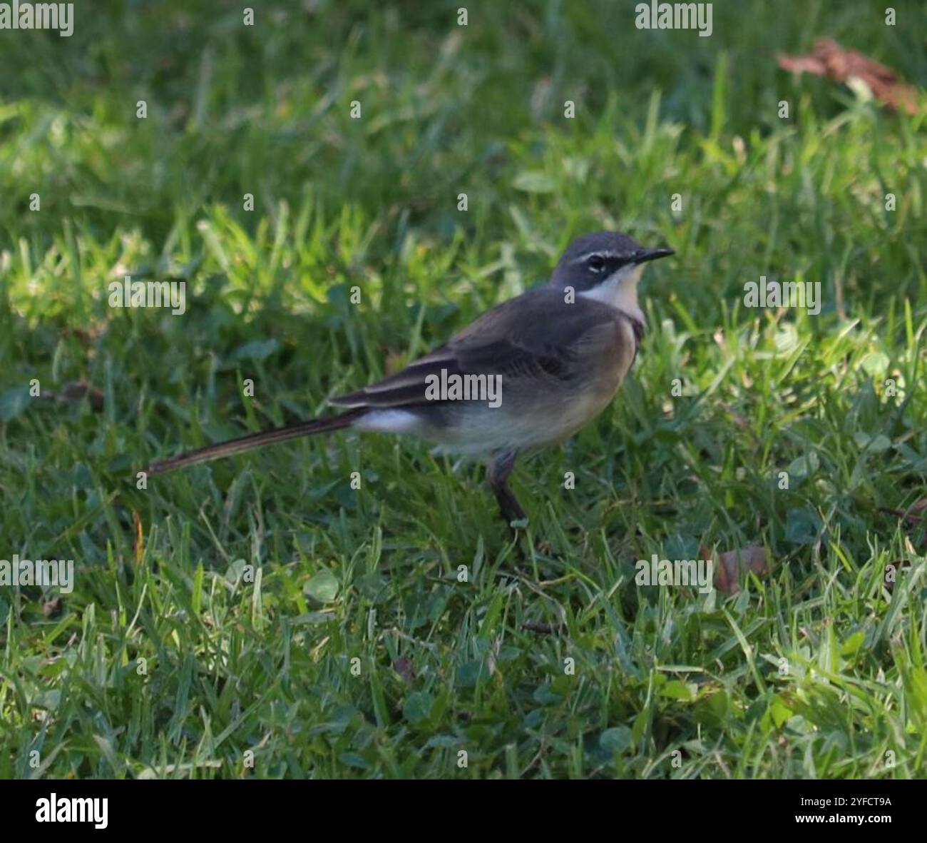 Common Cape Wagtail (Motacilla capensis capensis Stock Photo - Alamy