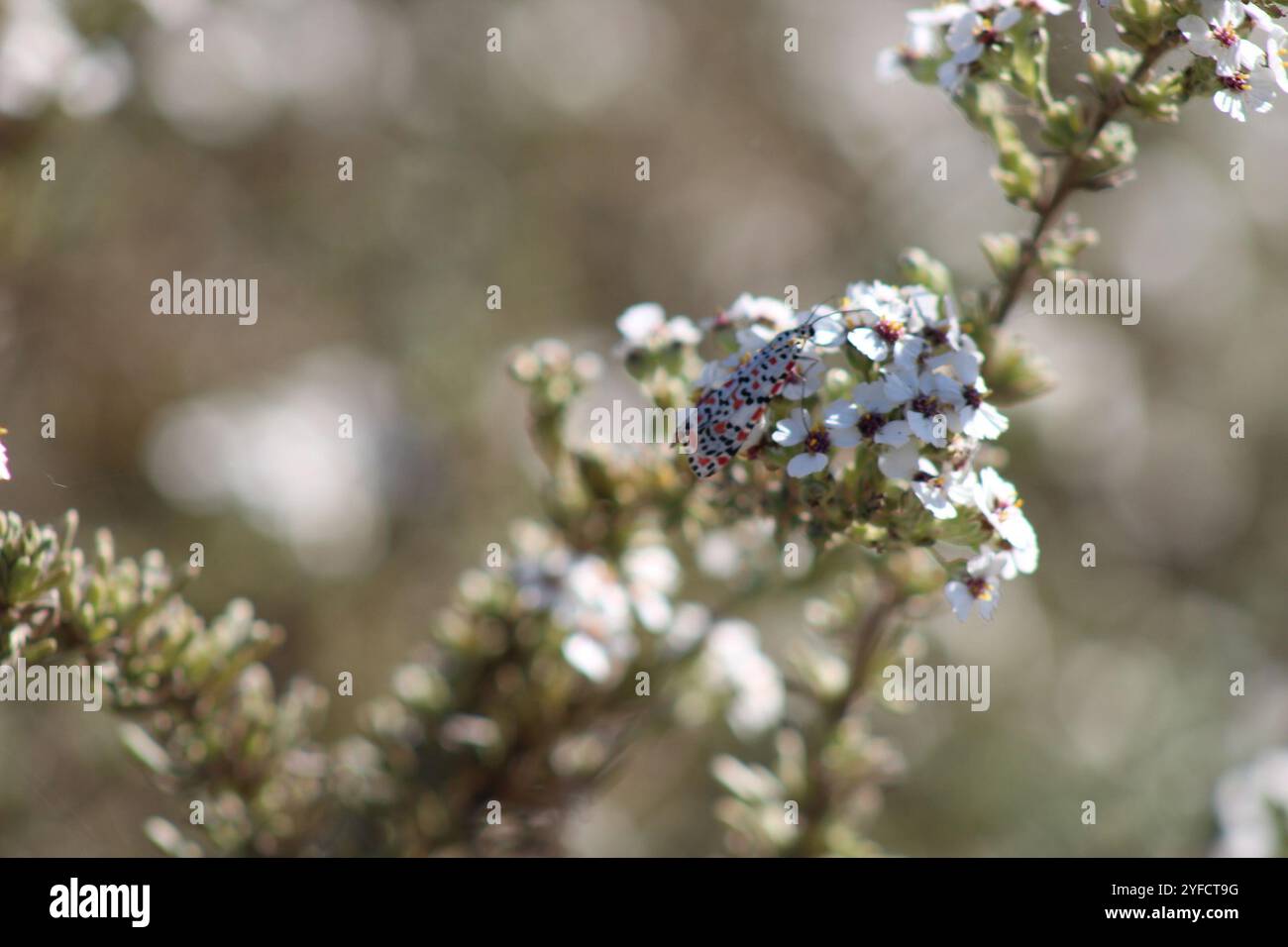 Crimson-speckled Flunkey (Utetheisa pulchella Stock Photo - Alamy