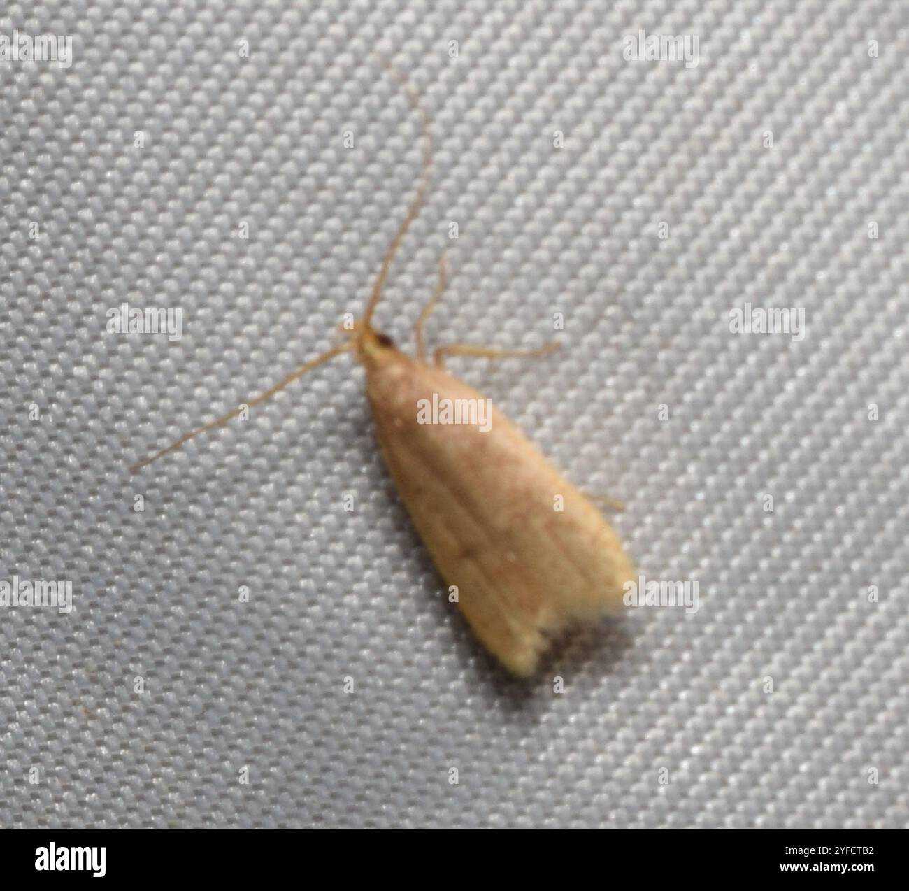 Long-horned Moths (Lecithoceridae Stock Photo - Alamy