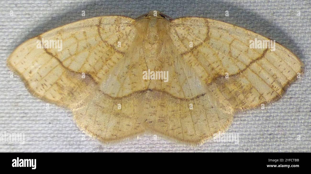 Horned Spanworm Moth (Nematocampa resistaria Stock Photo - Alamy