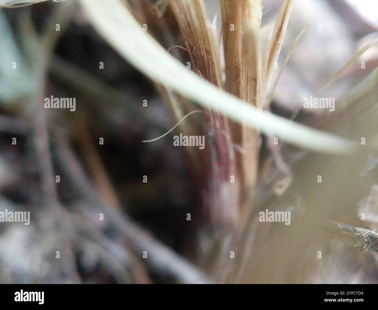 Pennsylvania sedge (Carex pensylvanica Stock Photo - Alamy