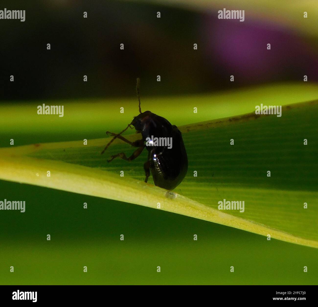 Leaf Beetles and Allies (Chrysomeloidea Stock Photo - Alamy