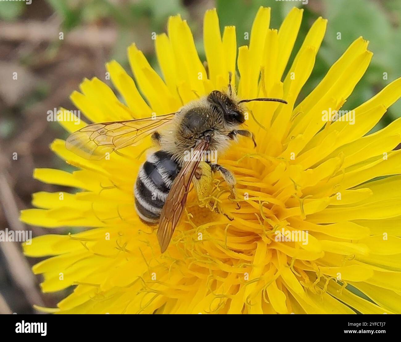 Mining Bees (Andrena Stock Photo - Alamy