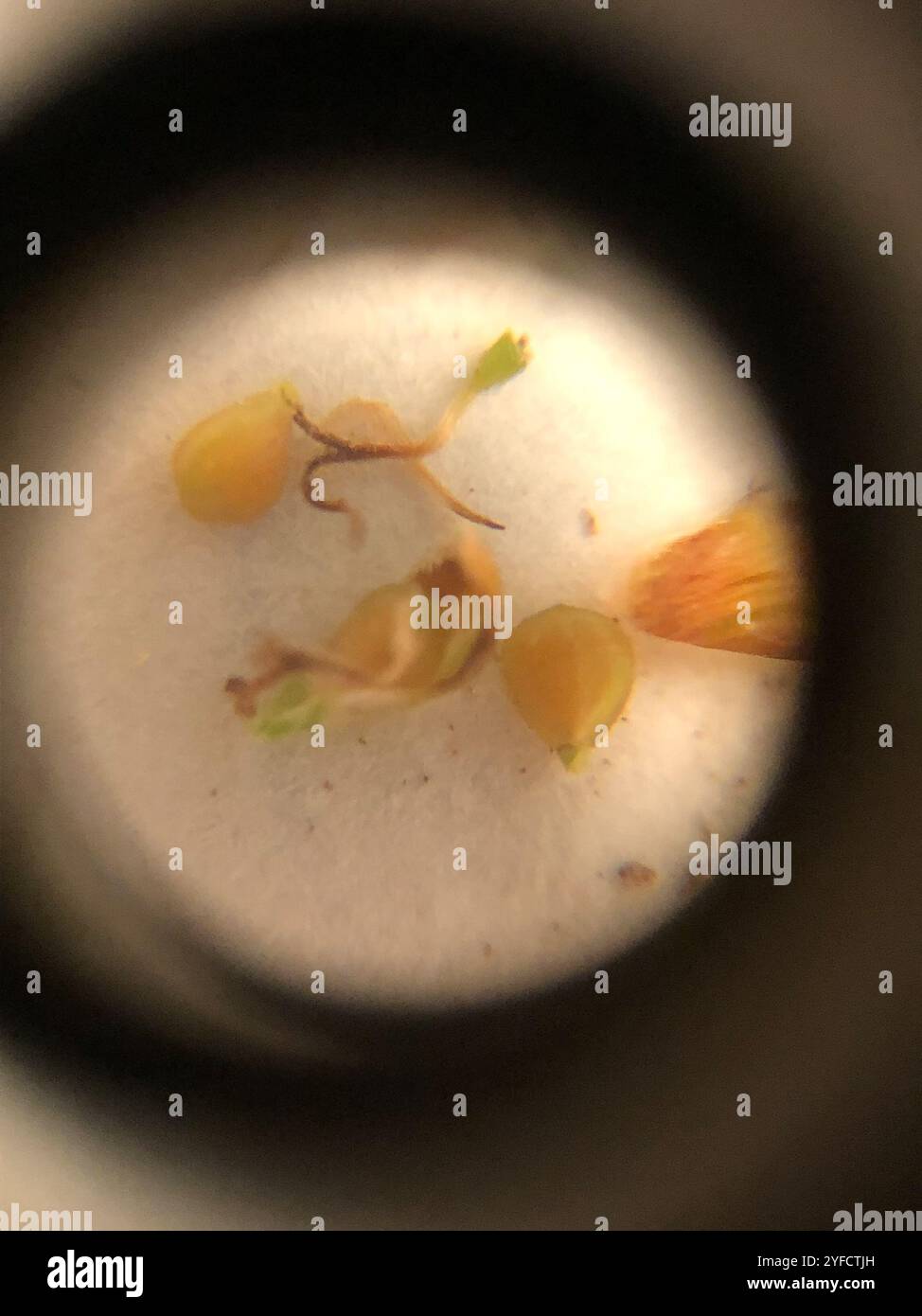 Hairy Fimbristylis (Fimbristylis puberula Stock Photo - Alamy