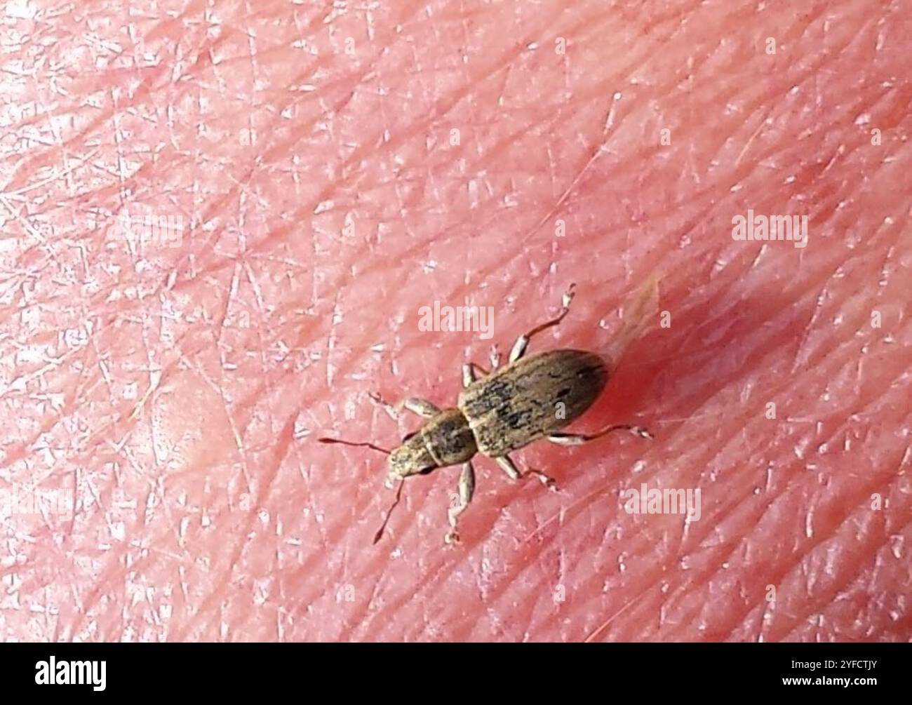 Pea Weevil (Sitona lineatus Stock Photo - Alamy