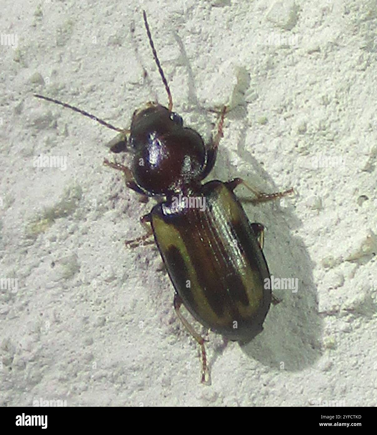 Ground Beetles (Carabidae Stock Photo - Alamy