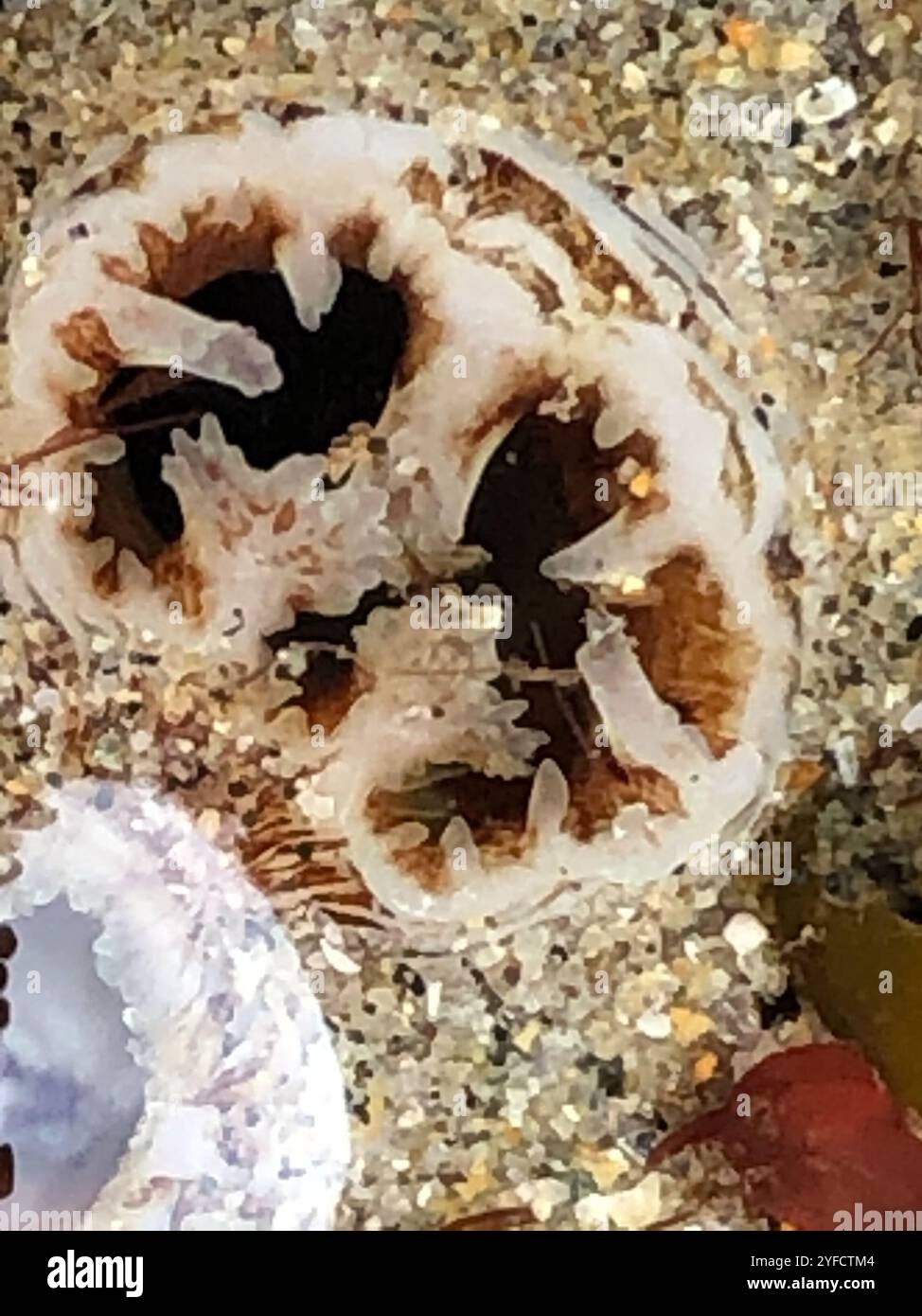 Rough piddock hi-res stock photography and images - Alamy