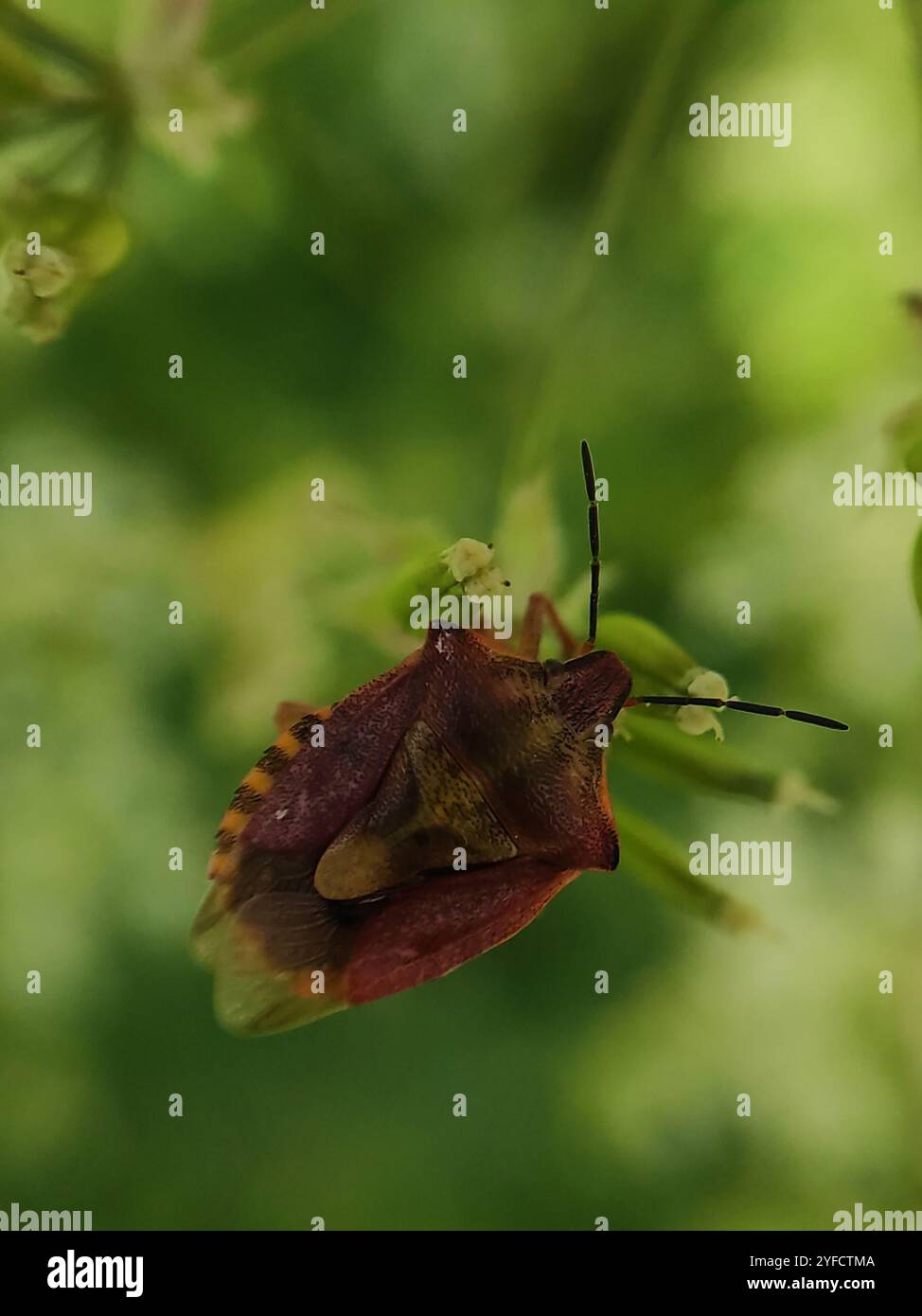 Black shouldered shieldbug hi-res stock photography and images - Alamy