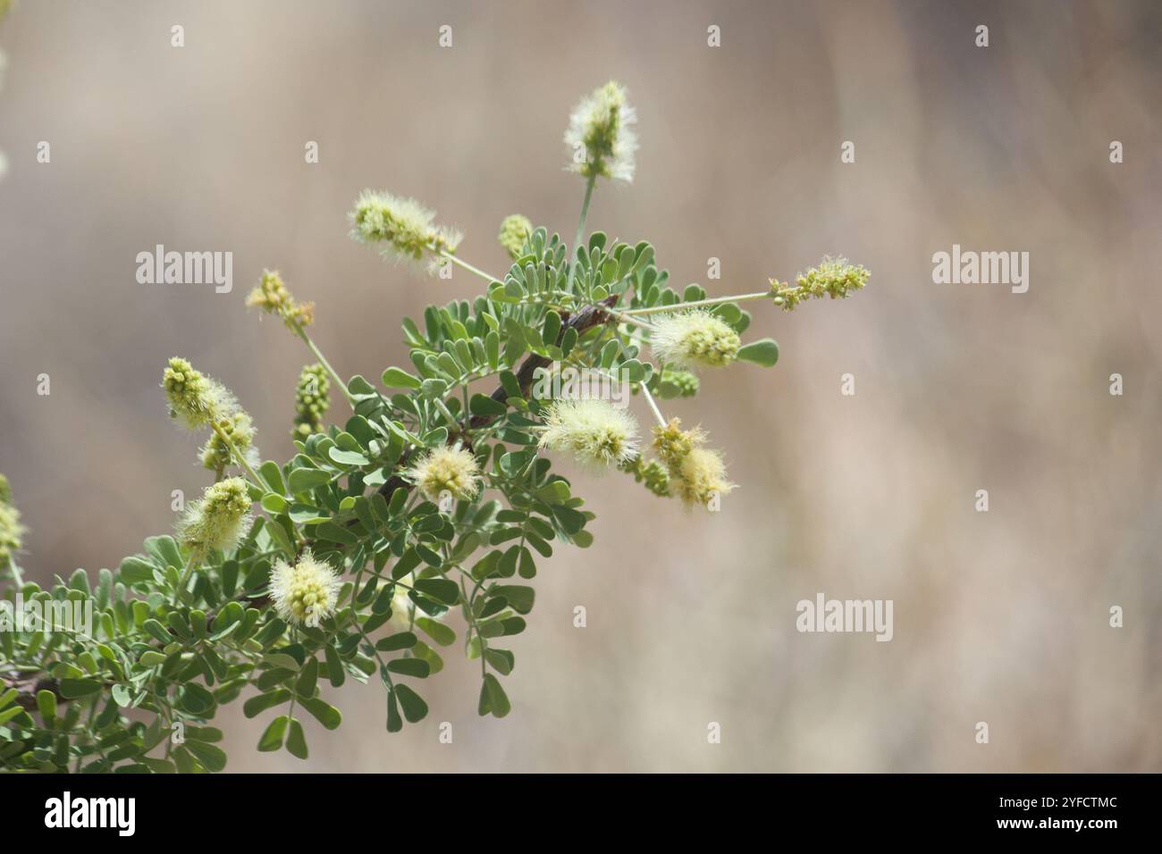 Catclaw Acacia (Senegalia greggii Stock Photo - Alamy