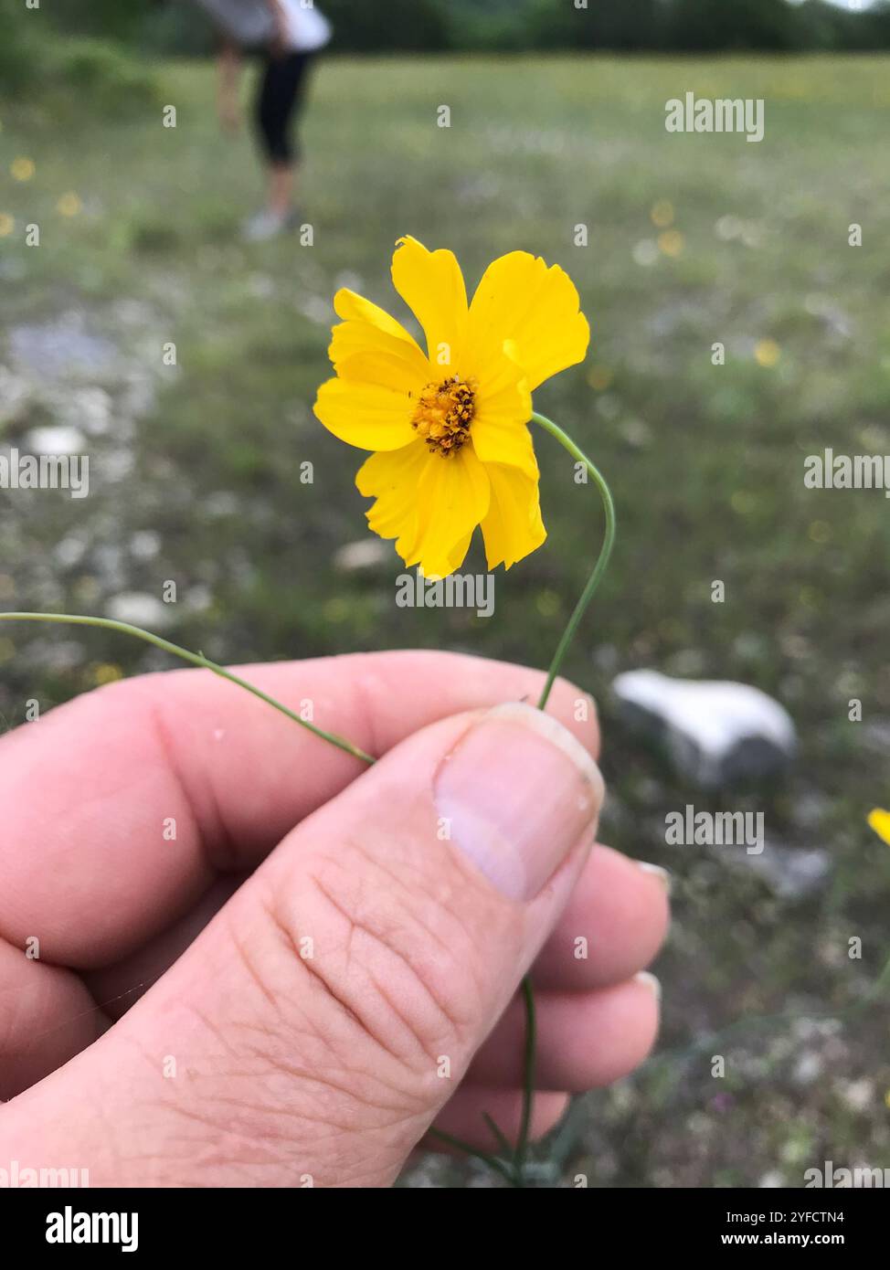 Slender Greenthread (Thelesperma simplicifolium Stock Photo - Alamy