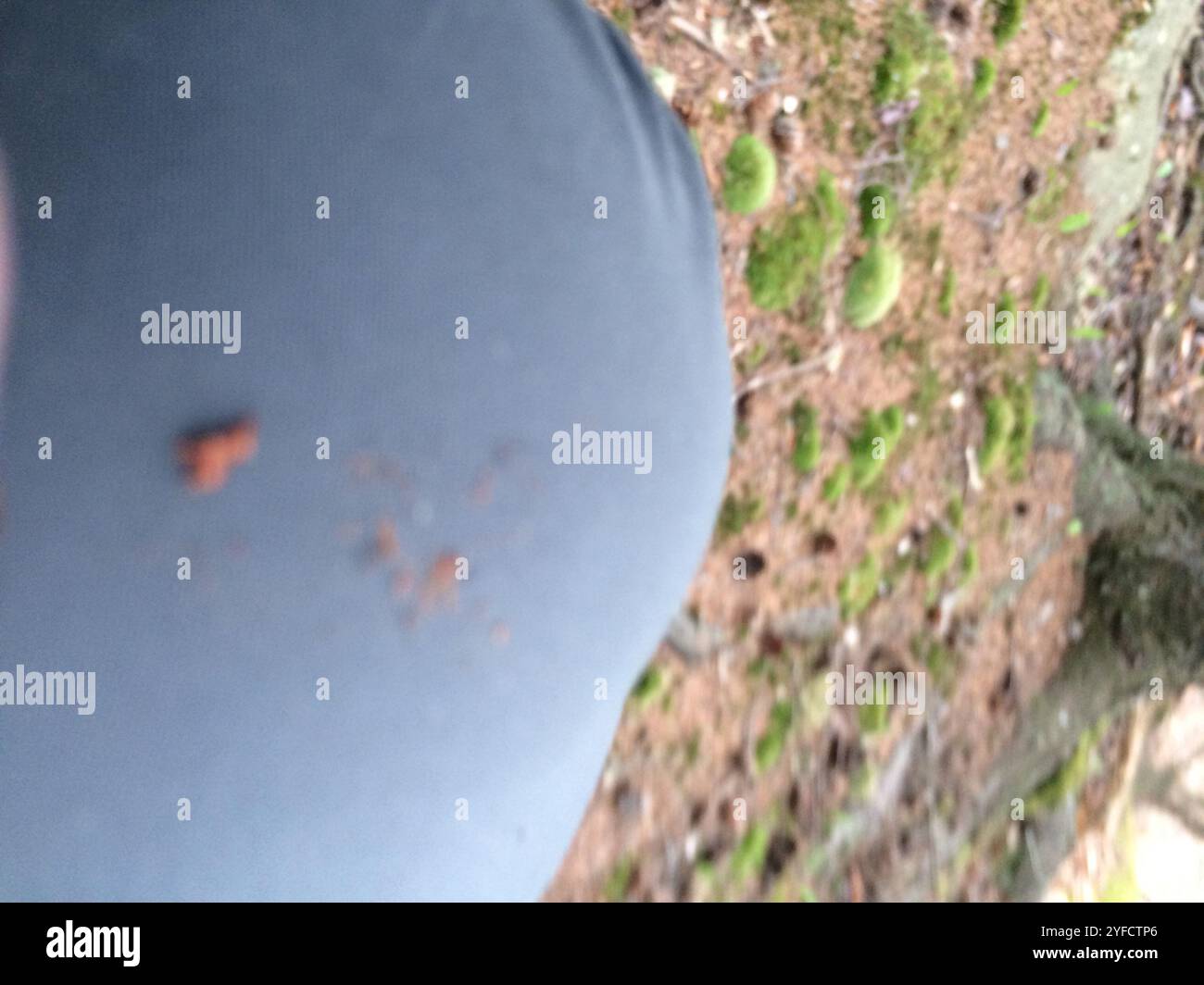 red spruce (Picea rubens Stock Photo - Alamy