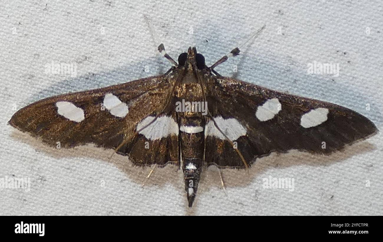 Grape Leaffolder Moth (Desmia funeralis Stock Photo - Alamy